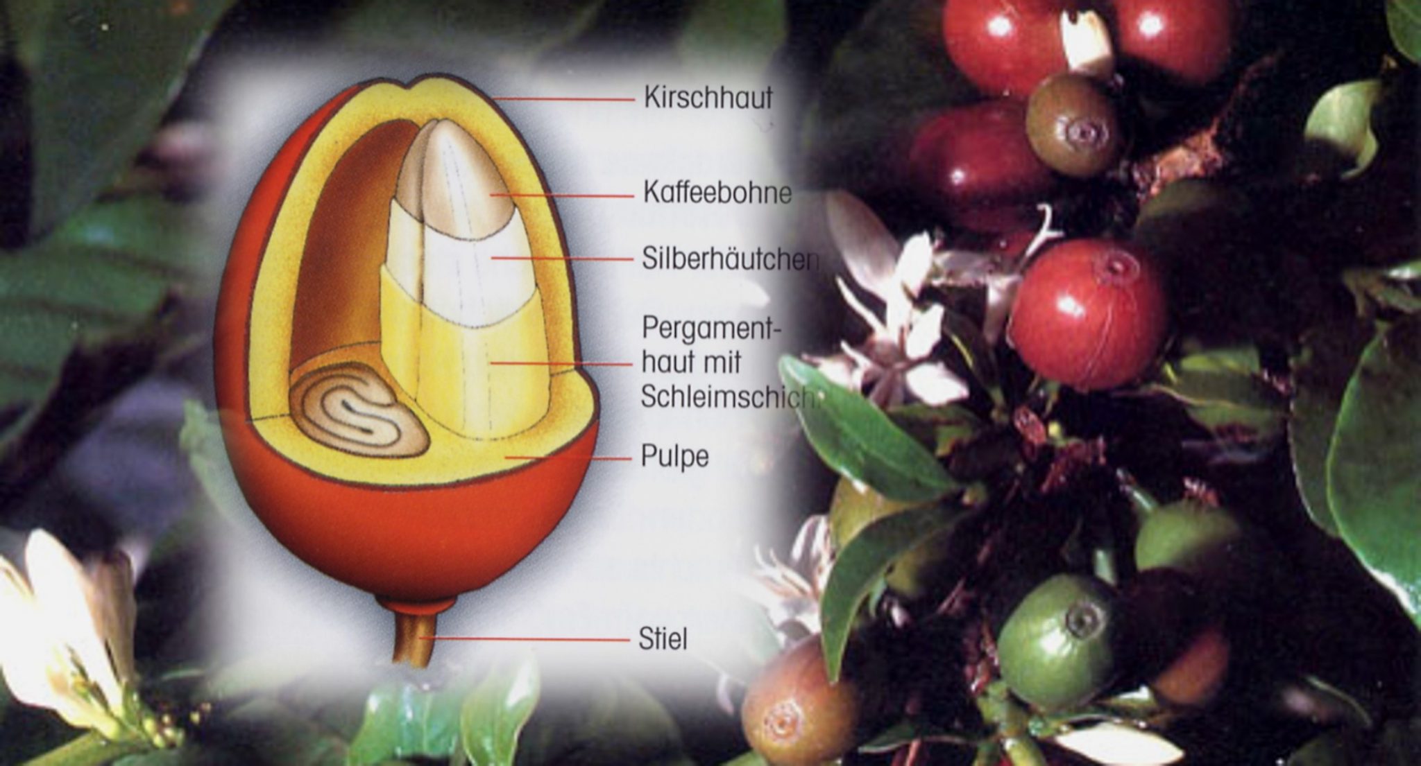 Botanik - Coffea Arabica - Robusta (Coffea Canephora) - Röster
