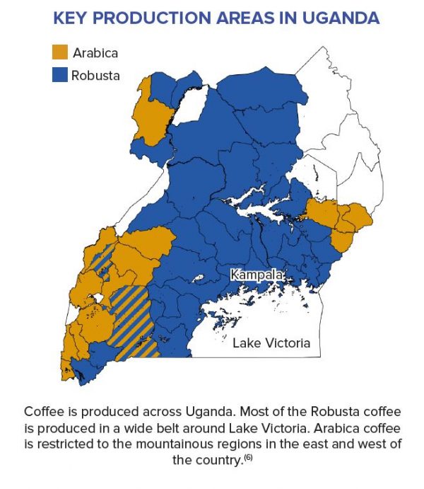 Uganda - größter Kaffee-Exporteur in Afrika - Röster